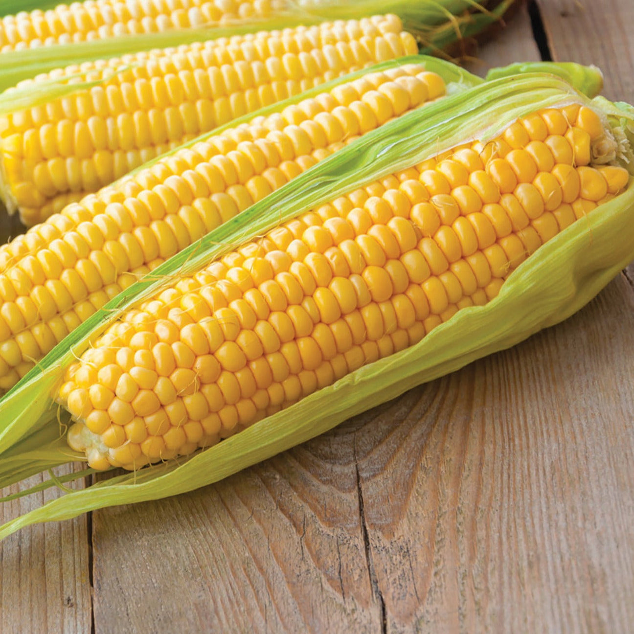 Sweet Alyssum from Seedtime — Seedtime Store