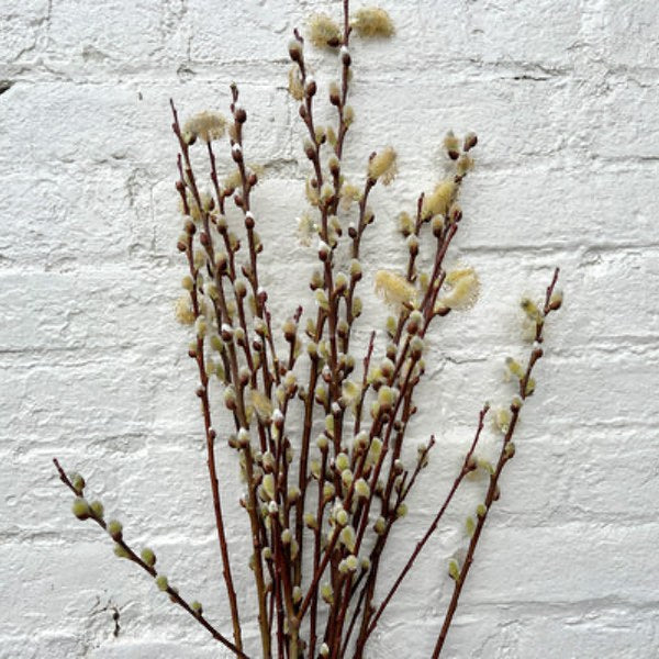 Willow Seeds from Seedtime