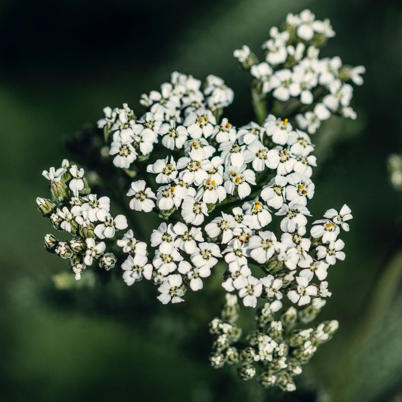 Earth Medicine Organic Microbial Fertilizer — Seedtime Store