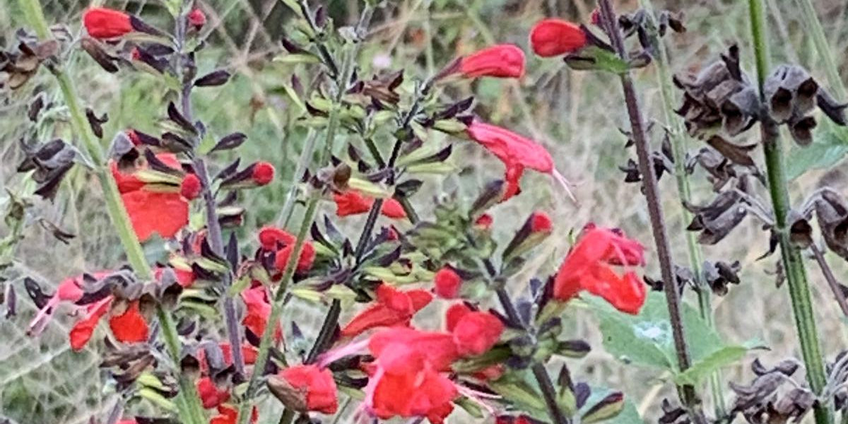 Scarlet Sage — Seedtime Store