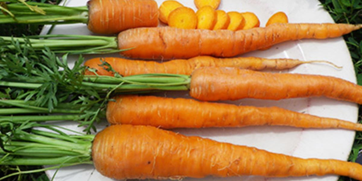 Imperator (Tendersweet) Carrots — Seedtime Store