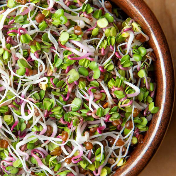 Triton Radish Sprouting from Seedtime — Seedtime Store