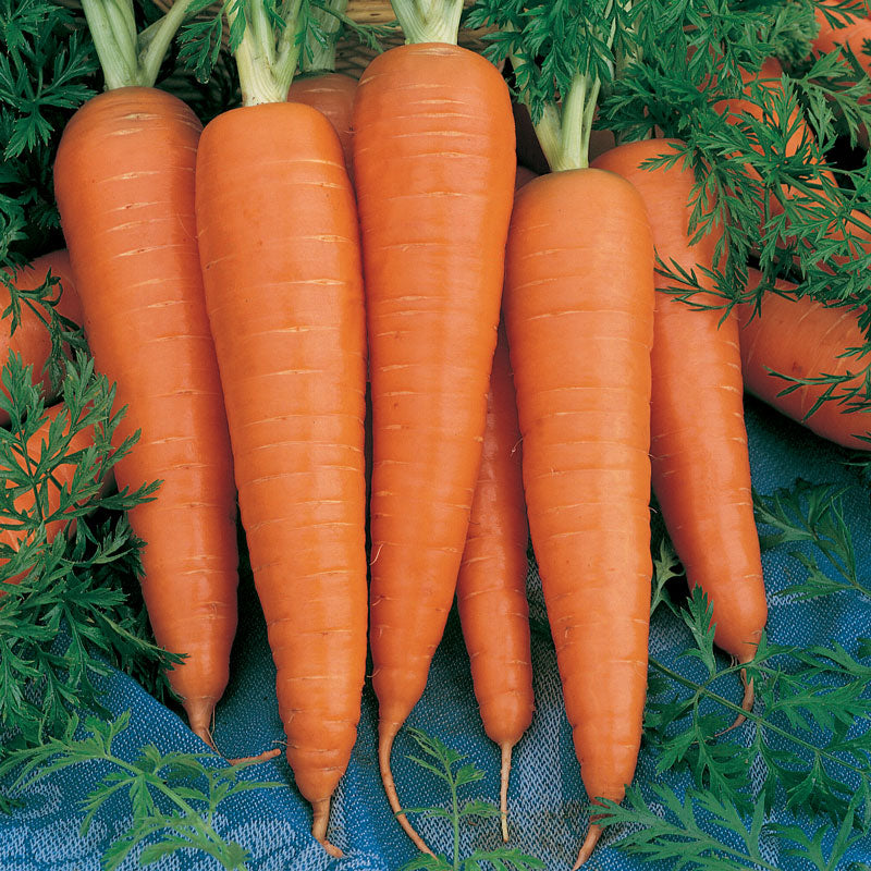 Danvers Carrot Seeds (Organic) from Seedtime — Seedtime Store