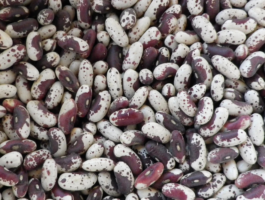 Jacob's Cattle (Trout) Bean from Seedtime
